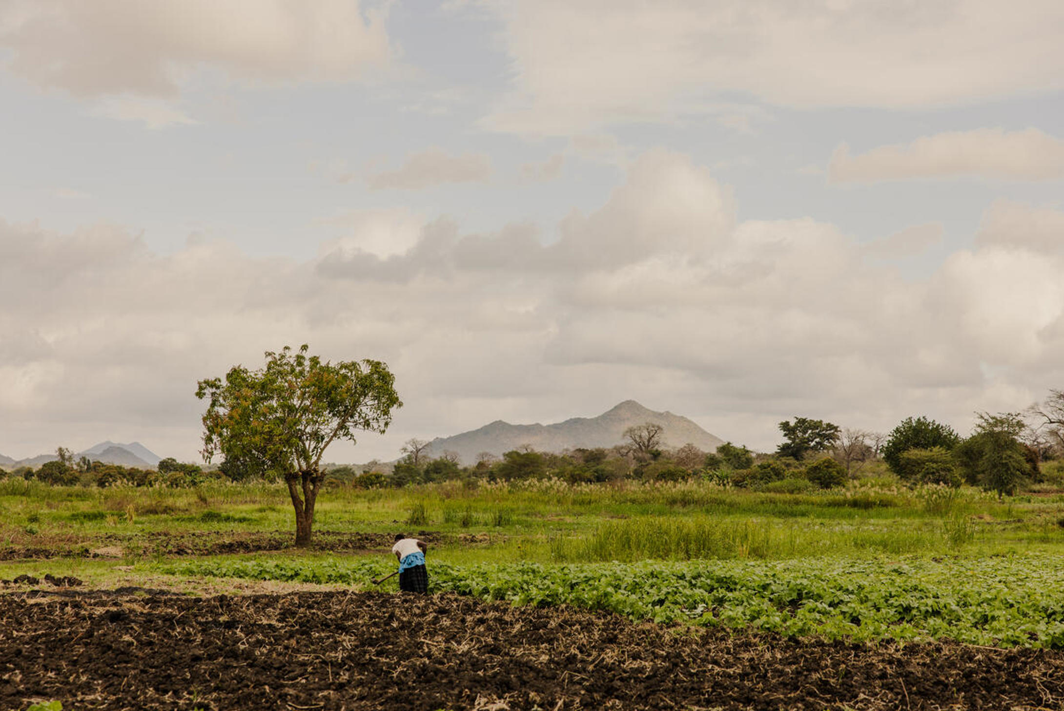 How Climate Change Affects Food Security | World Vision UK
